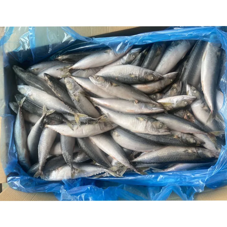 Frozen Iqf Pacific Mackerel Whole Round Bqf Pacific Mackerel Pacific ...