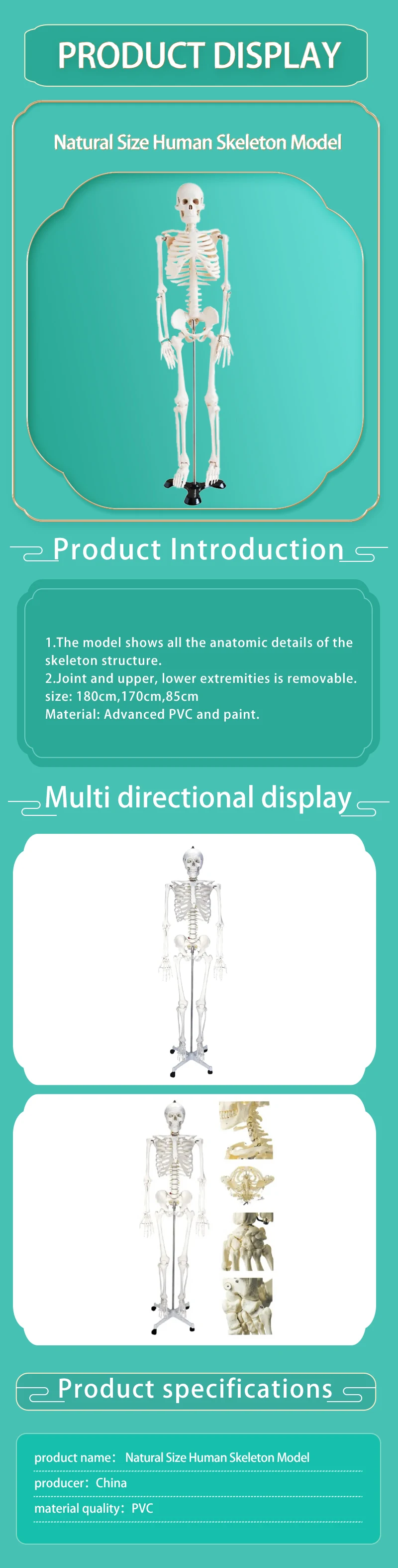 180cm Skeleton with Muscles and Ligaments - Anatomical Model