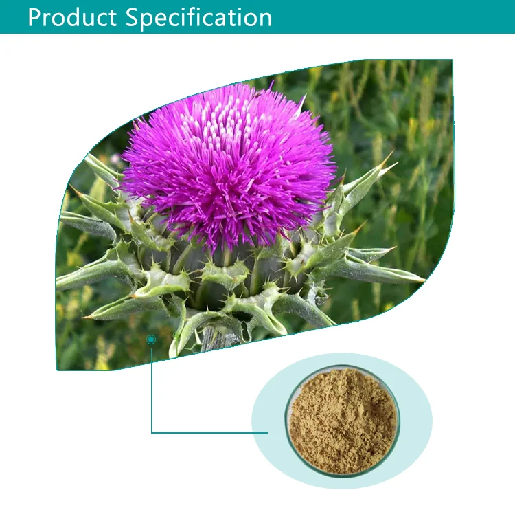 Usa Warehouse High Quality Oganic Silybum Marianum Silymarin Powder 80% ...