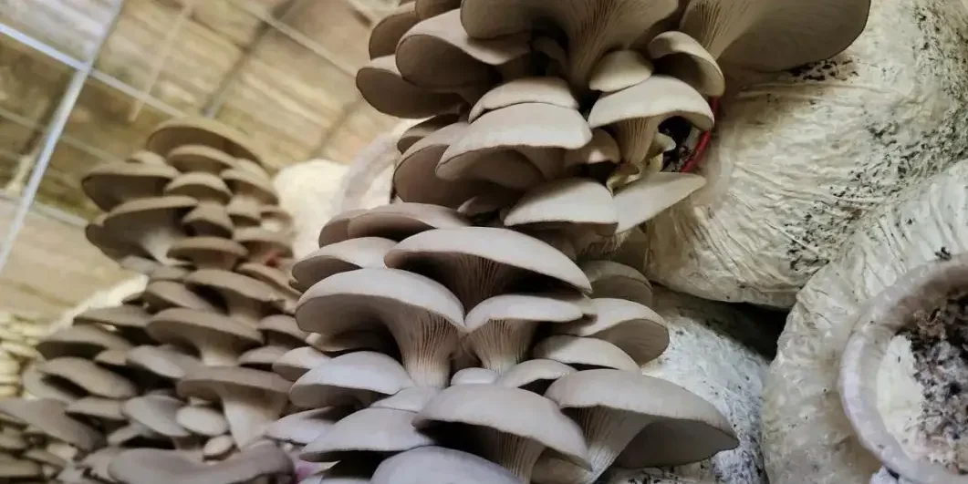 Greenhouse Supplies Smart Farm Growing Shipping Container Hydroponic ...