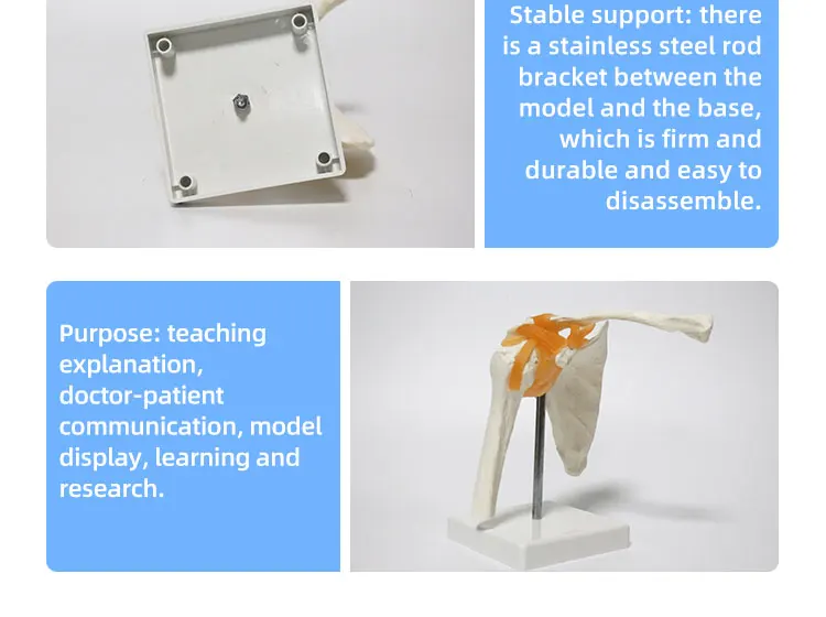 Frt026 Medical Teaching Human Shoulder Joint Model Simulation Shoulder ...