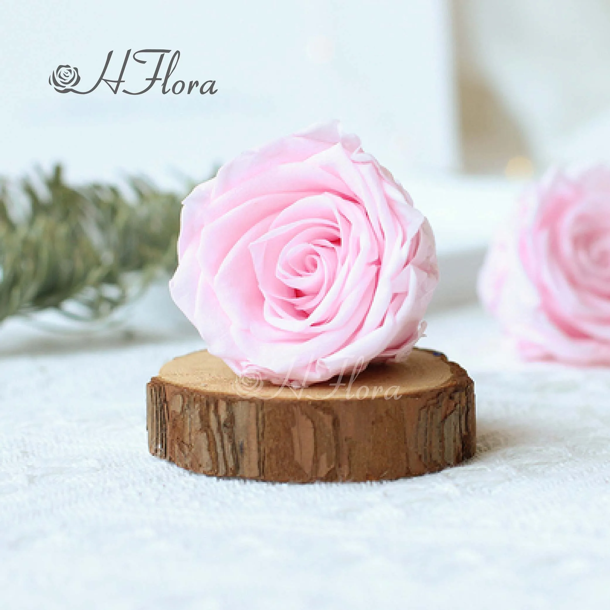 Hflora Immortal Preserved Roses - High Quality Eternelle Rosas Preservadas