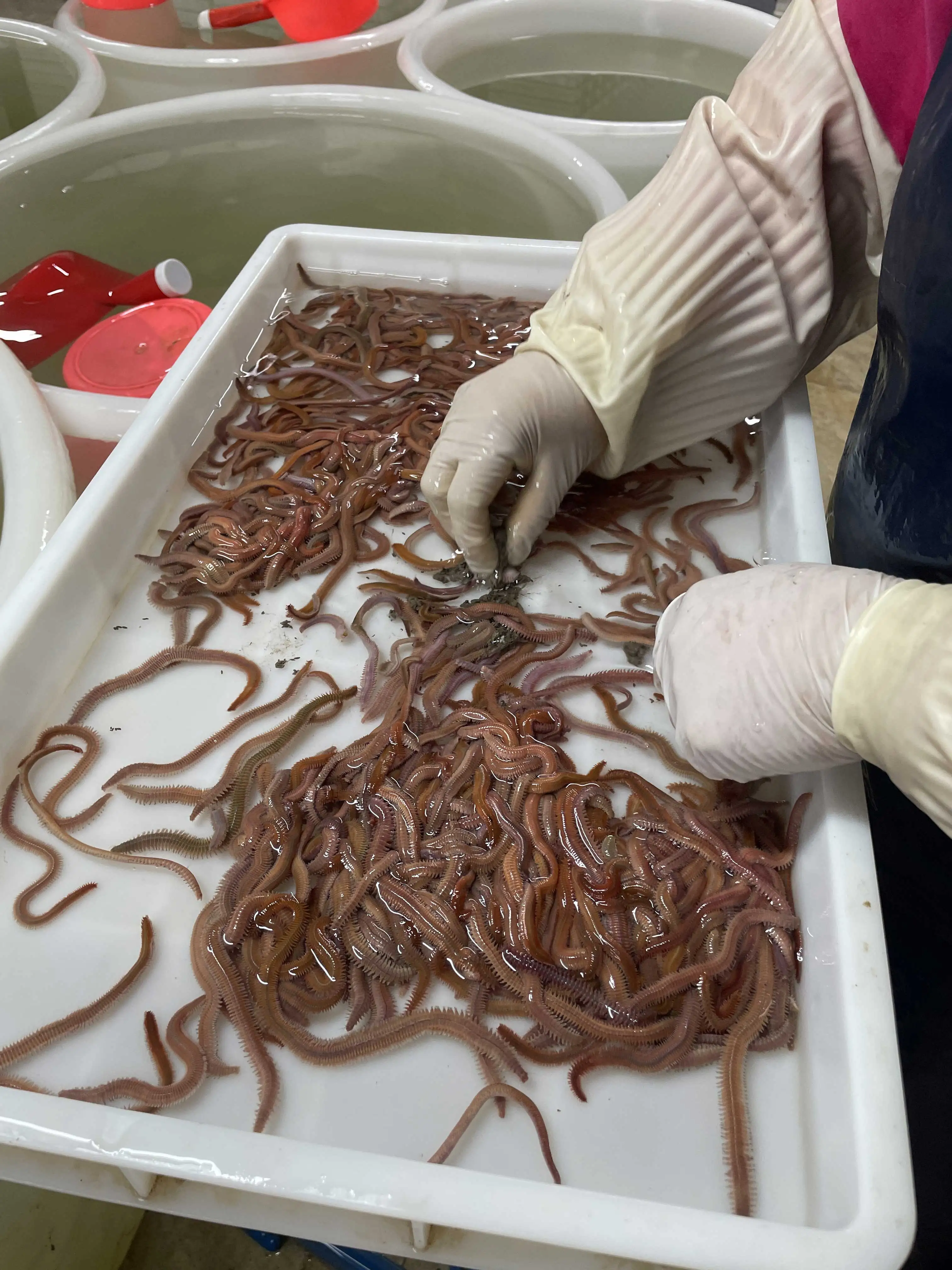 Live Lugworm Suppliers Of Live Bait For Sea Fishing To Export Live ...