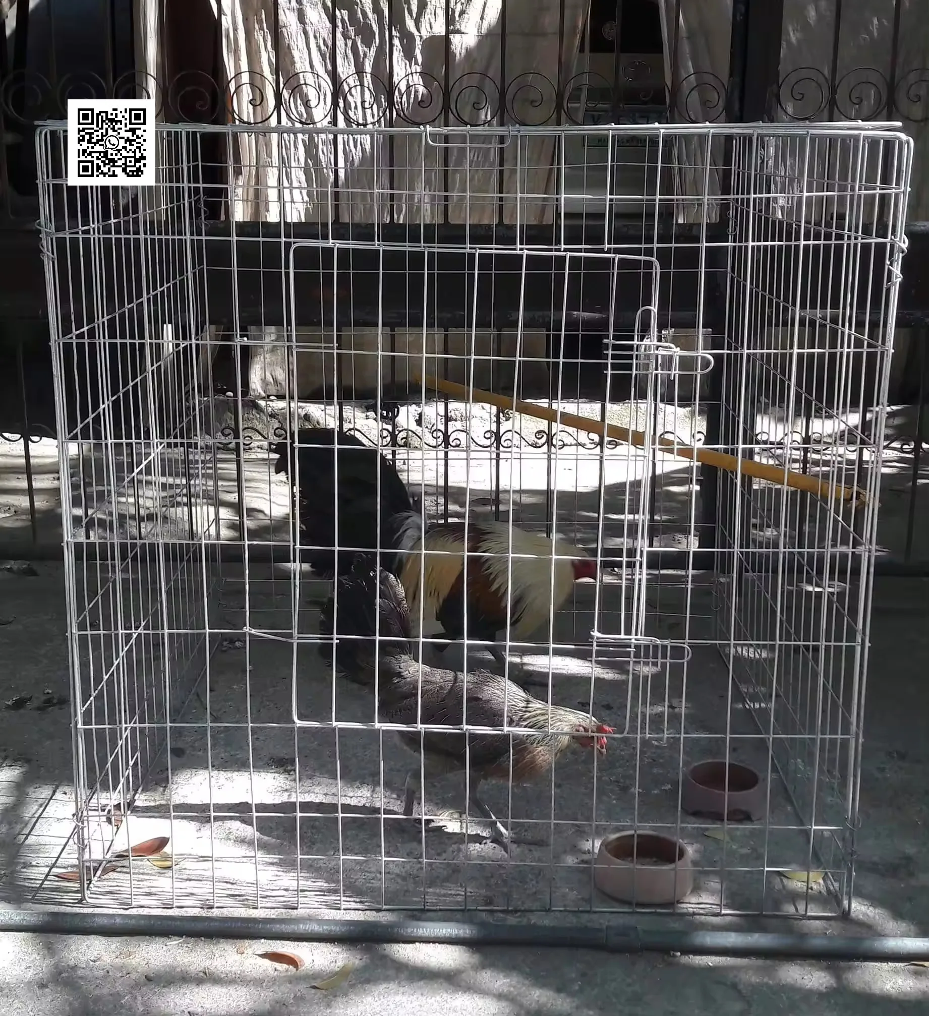 Collapsible Steel Wire Mesh Chicken & Gamefowl Show Cage