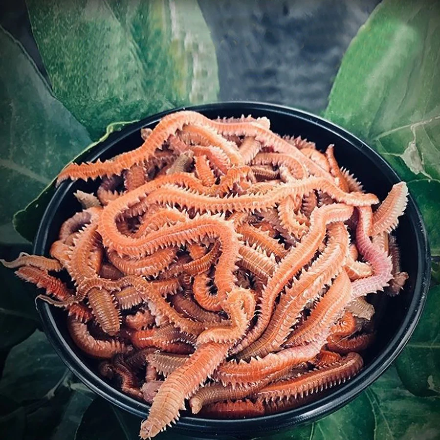 Fresh Live Blood Worm Fishing Bait Green Worm Living Lugworm Nereis ...