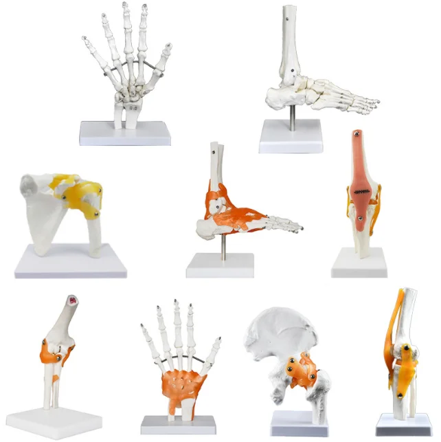 Medical Anatomy Human Skeleton Model Joint Model of Various Ligaments ...
