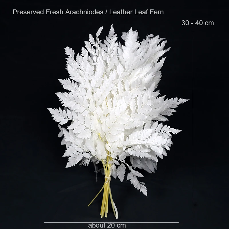Preserved Real White Arachniodes Fern For Flower Arrangement - 10 Pcs