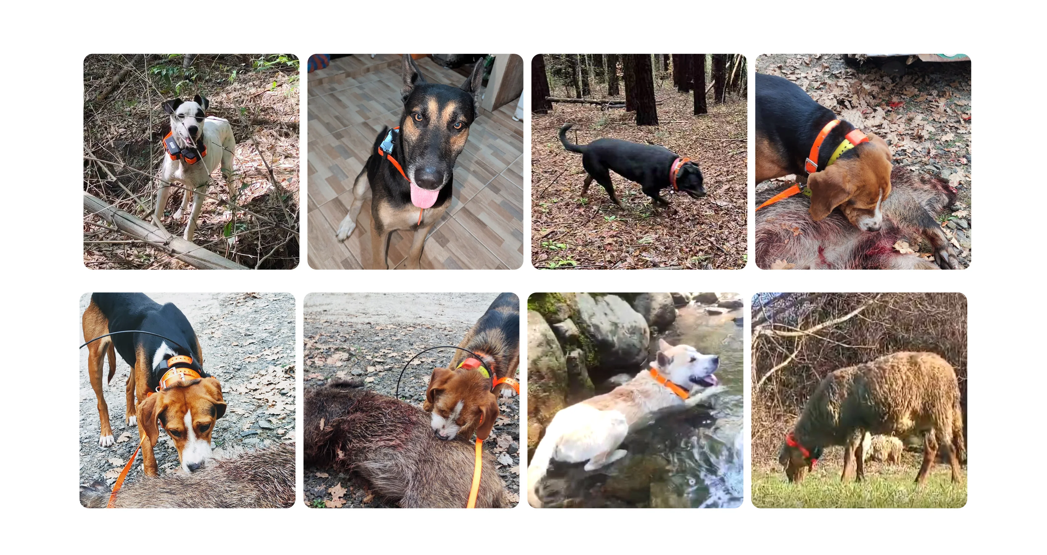 Livestock Locator GPS Tracker 4G Collar Pet IP67 Waterproof Animal ...