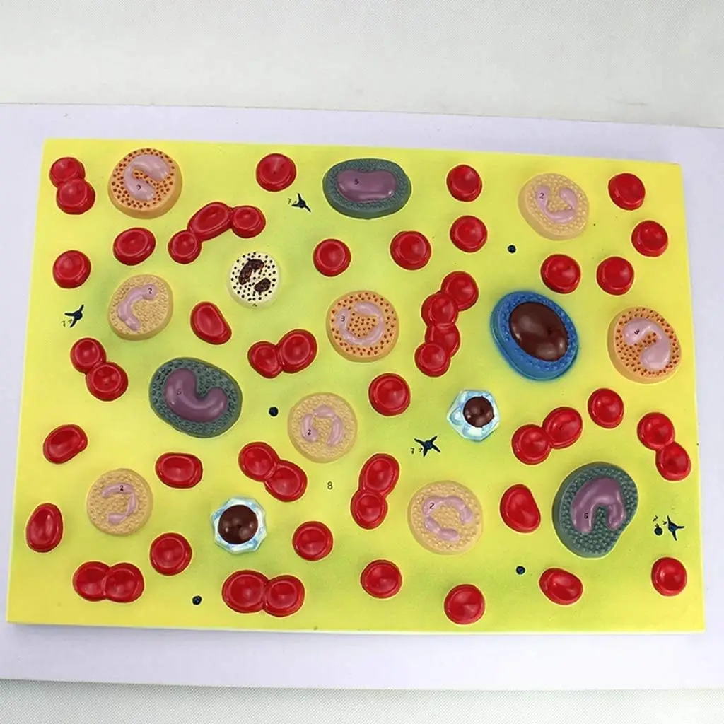 Human Medical Science Blood Cell Model Anatomical Display for Research ...