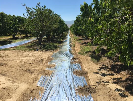 Mulch Film Reflective Mylar Metallized Cpp Film Agriculture Pe Silver ...