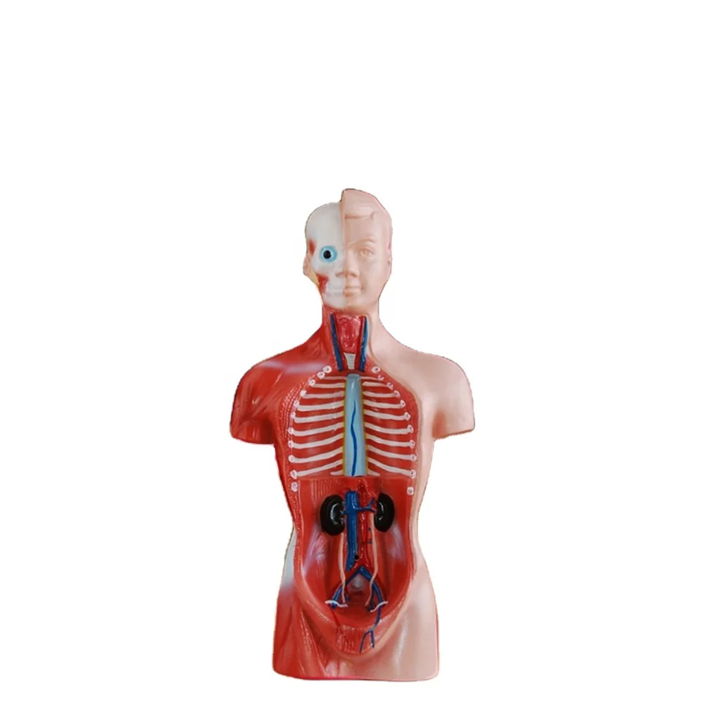 26cm Human Torso Model With 15 Parts Popular Body Torso Teaching Model ...