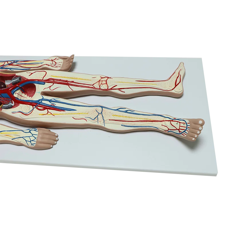 Model Of Human Blood Circulation System Cardiovascular And Heart ...
