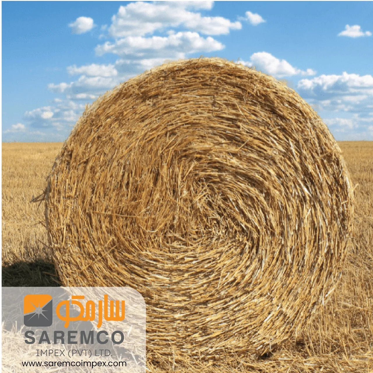 Best Discounted Quality Wheat Straw Bales By Top Supplier Of Pakistan ...