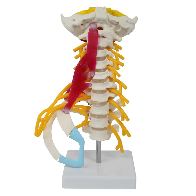 Medical Science Human Cervical Joint Model Series Model for Students to ...
