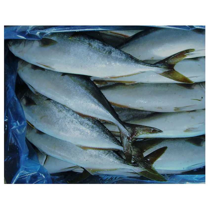 Factory Direct Supply Of Korean Frozen Yellow Tail Fish - Buy Yellow ...