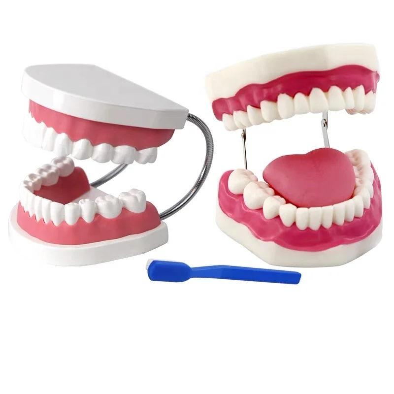 Educational Oral Dental Care Model Dental Care Model - Buy Human Teeth ...