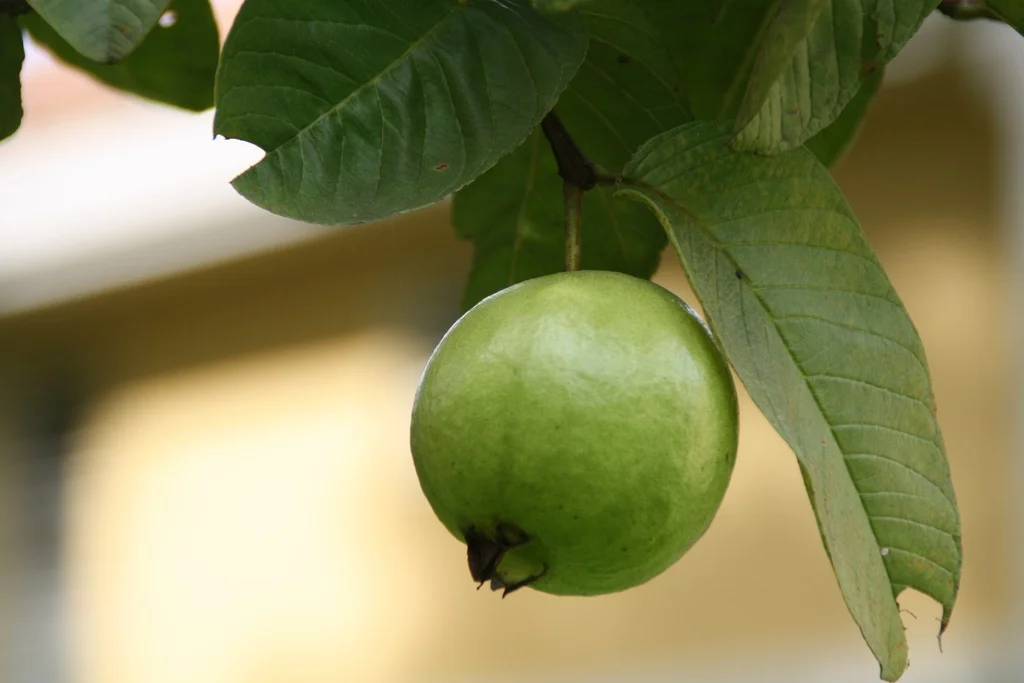 Guava Leaf 4:1 Powder Extract Health Food Grade Artificial Planting CN ...
