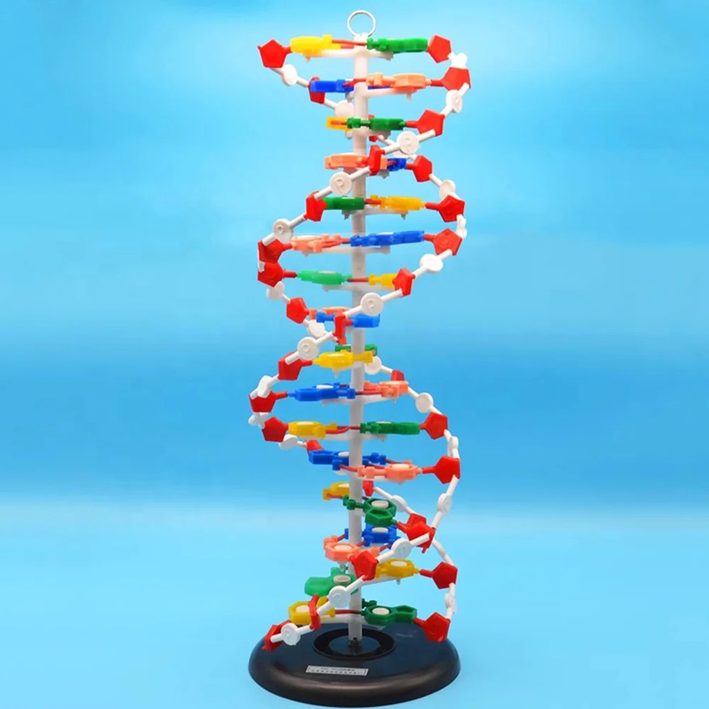 Large DNA Structure Model, Double Helix Molecular Teaching Aids, High ...