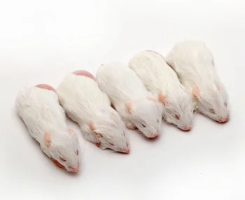 Farm Breed Fuzzy Hopper Weanling Frozen Mice And Rats For Pet Snakes ...