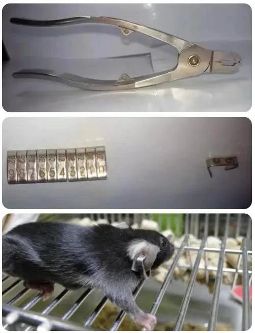 Stainless Steel Laboratory Mouse Rat Ear Tag with Laser Numbers ...