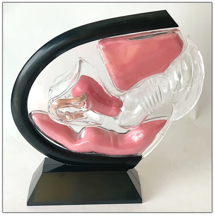 New Design Female Reproductive System Model Transparent Uterus Model ...