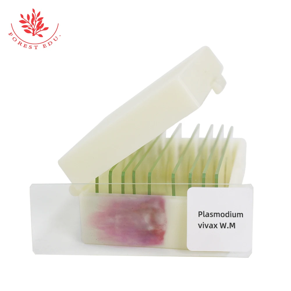 Plasmodium Vivax Microscope Slides - Medical Parasitology