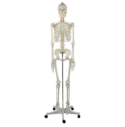 Medical Educational Anatomy Model High Quality 180 Cm Plastic Human ...
