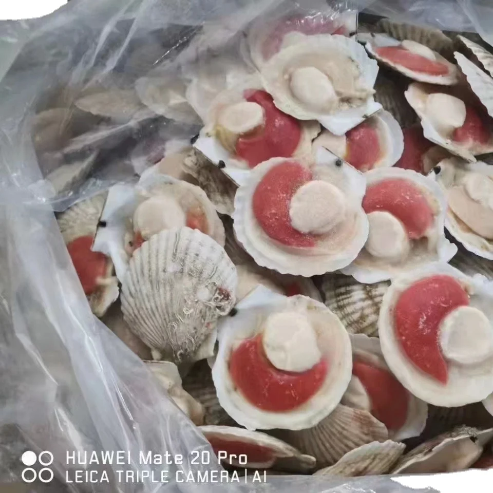 Sea Scallops with Roe - IQF Frozen Seafood Varieties