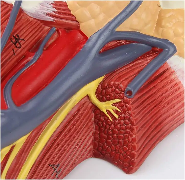 Anatomical Model of Anterior Cervical Muscles for Training