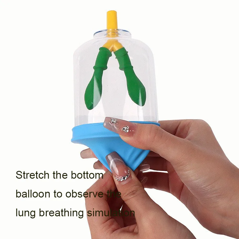 Human Respiratory System Demonstration Model Lung Anatomy Teaching ...