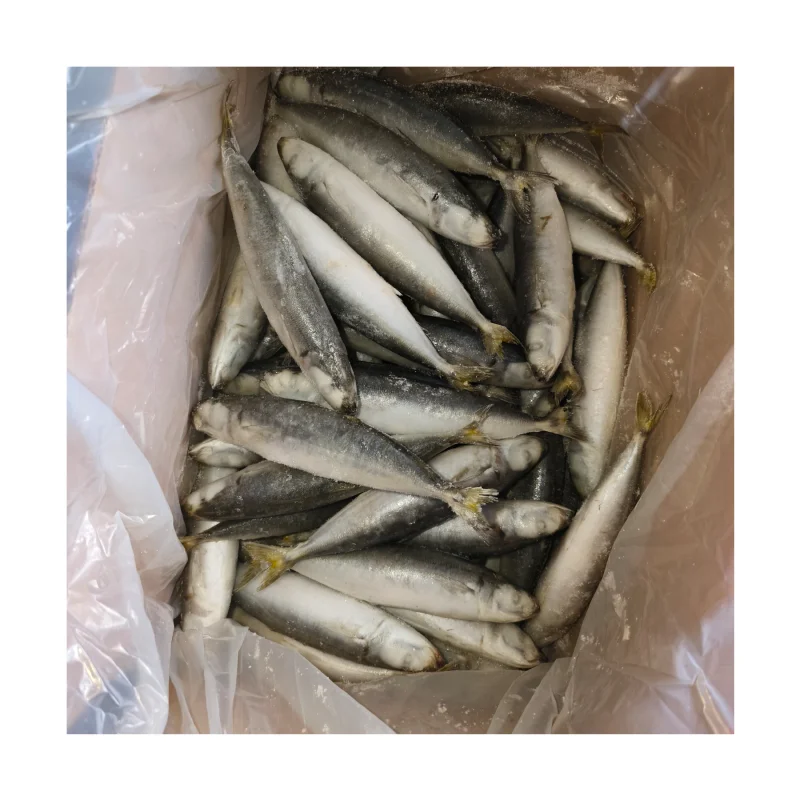 Fresh Catching Horse Mackerel - Buy Japanese Mackerel,Pacific Mackerel ...