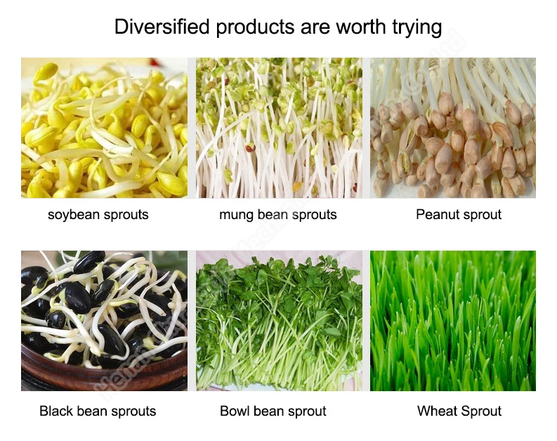 30kg per Day Bean Sprouting Machine - Efficient & Reliable