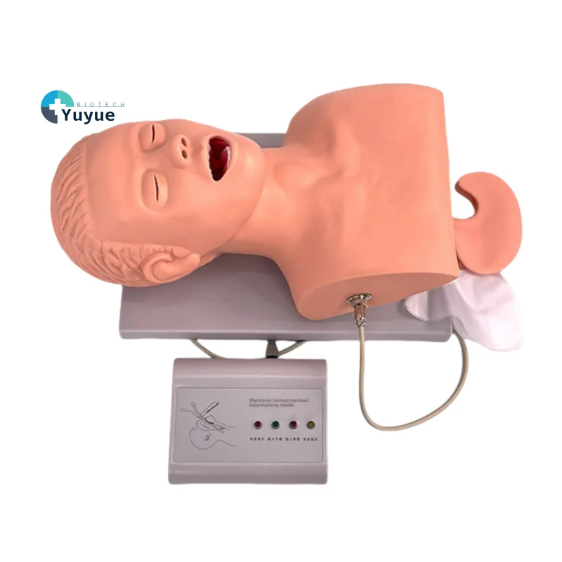Life-size Lung Anatomy Model for Medical Education - YUYUE