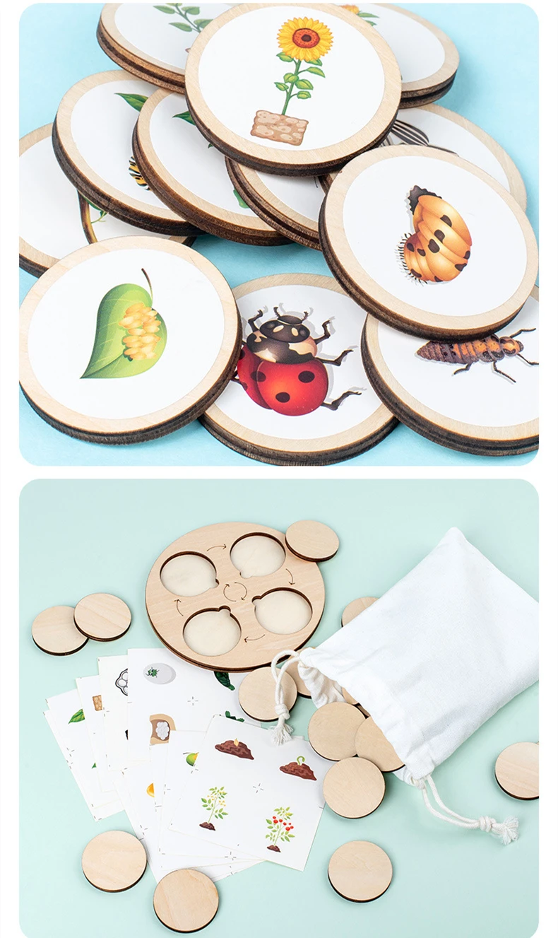 Wooden Life Cycle Tray - Montessori Material for Learning