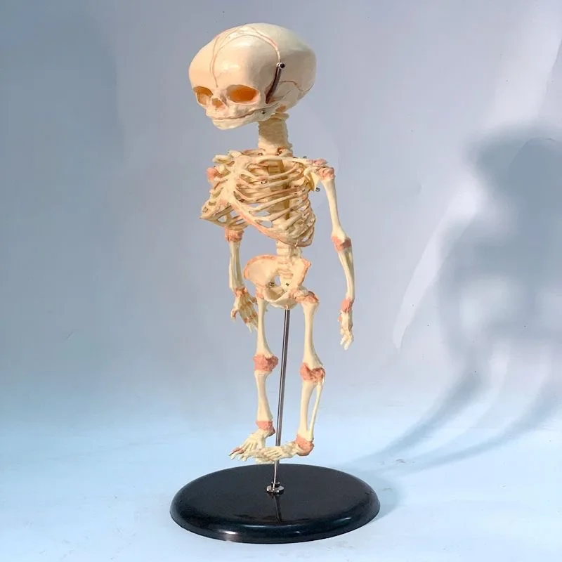 KyrenMed Infant Skeleton Model Fetus Skull Model Life Size 15.7 Inch ...