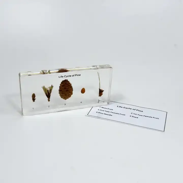 Life Cycle Of Pine Resin Specimen Plant Paperweight Taxidermy ...