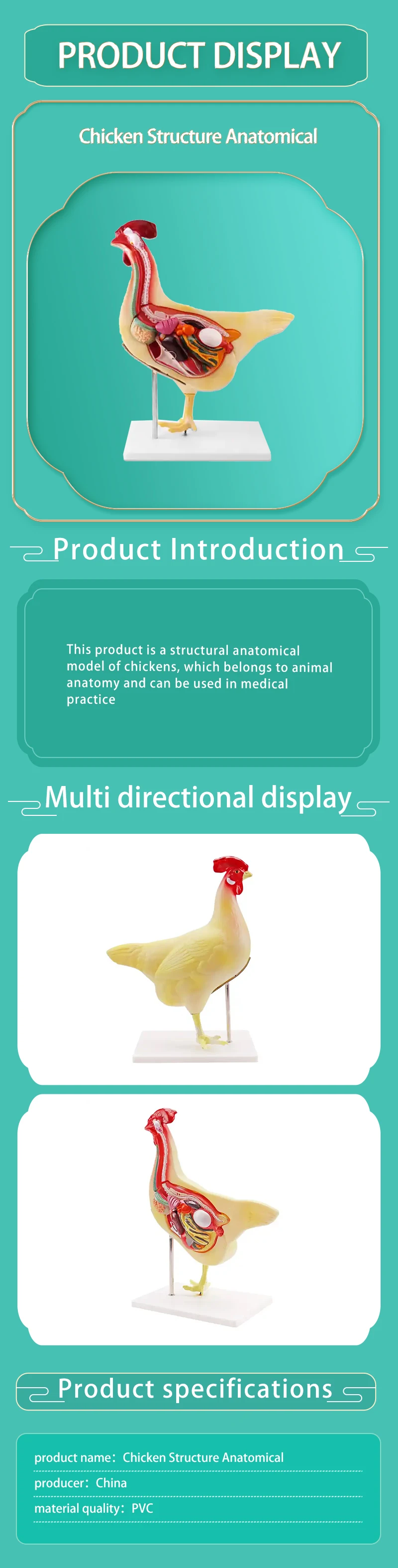 Chicken Structure Anatomical Model For Veterinary Science Animal ...