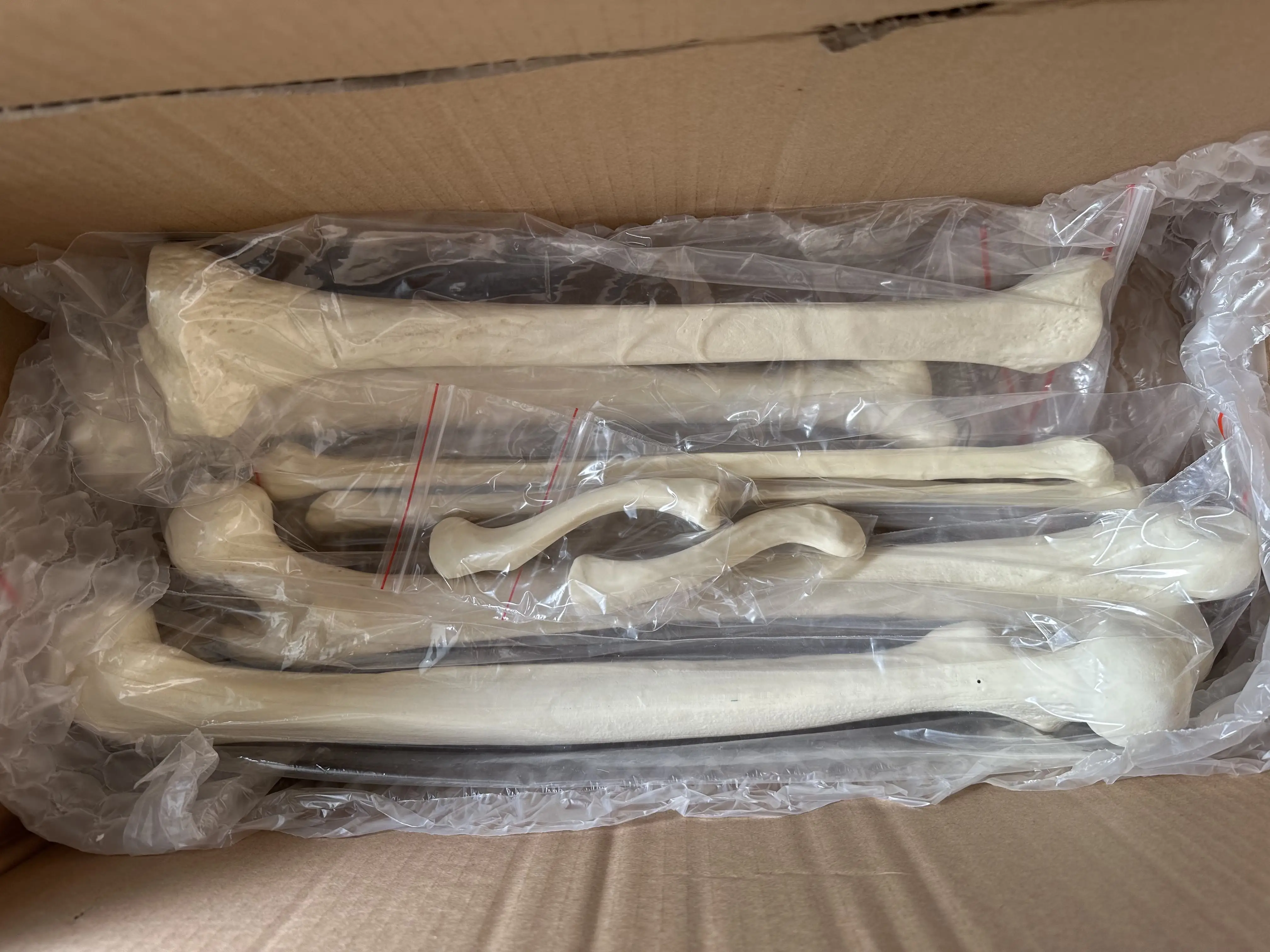 Kyrenmed Sawbones Human Meniscal Puck Model Flat Meniscus Large For ...