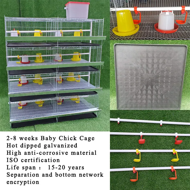 H Type 45 Days Baby Chicken Cage/ Brooder/ Day Old Layer Chick Cages ...