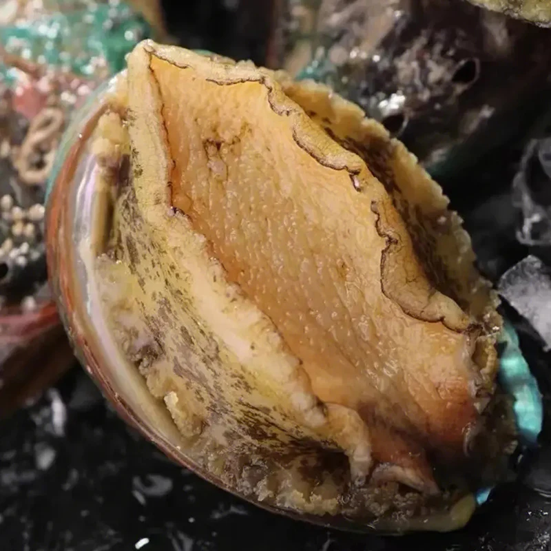 Wholesale High Quality Natural Abalone Freeze Air Dried Large Abalone ...