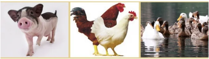 Beta Mannanase Enzyme - Reduce Chyme Viscosity for Poultry