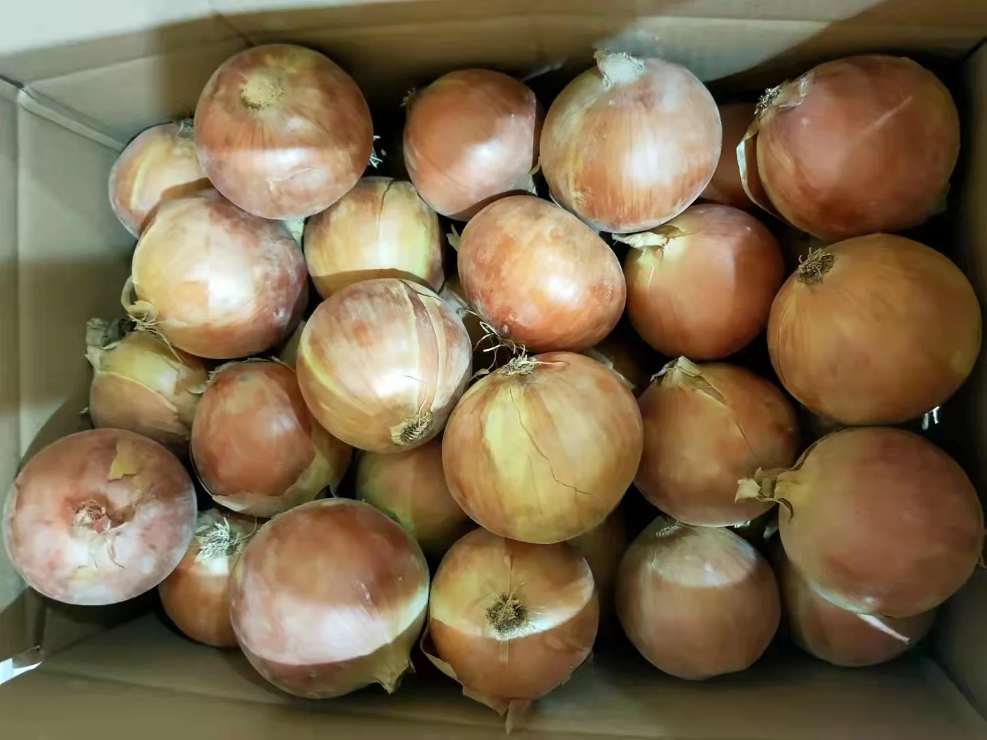New Crop Fresh Onion Factory High Quality Fresh Yellow Onion Non-peeled ...