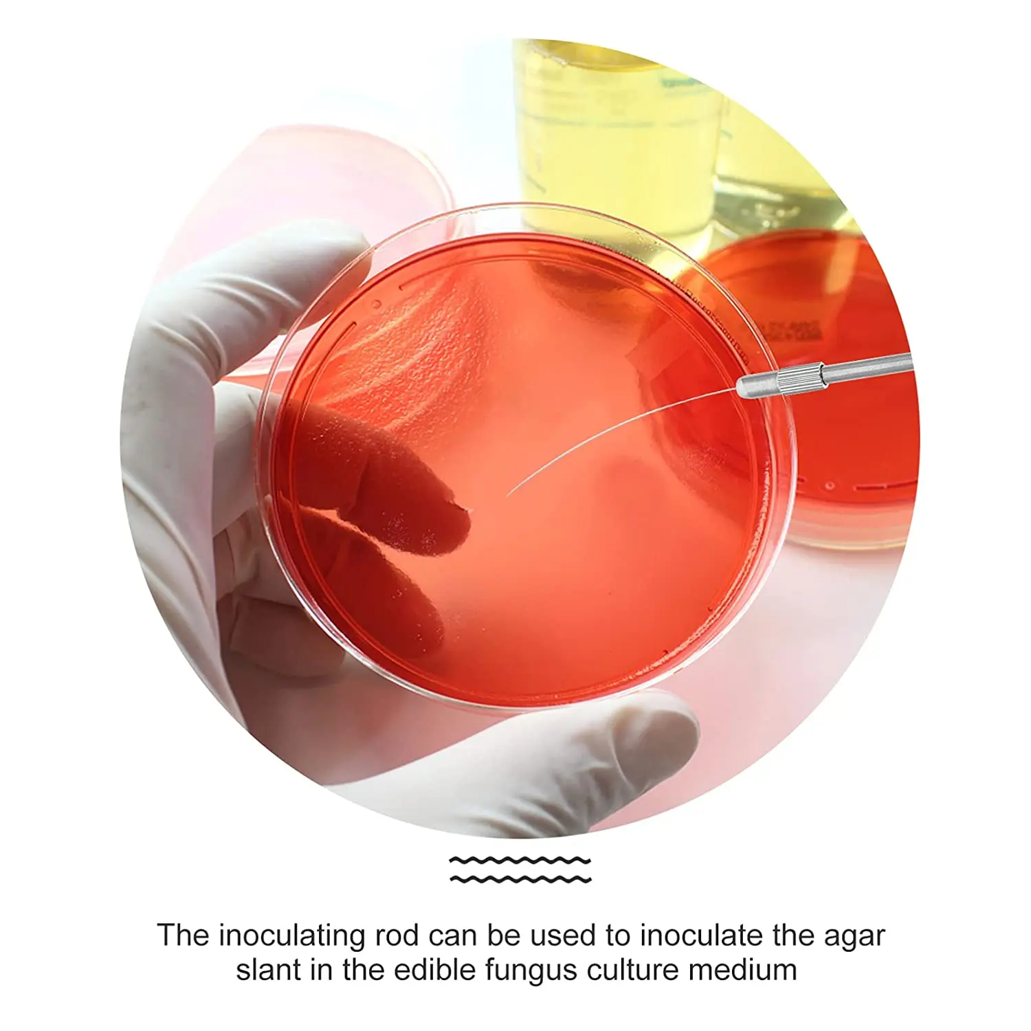 Stainless Steel Reusable Inoculating Loop & Needle - OEM | Wholesale