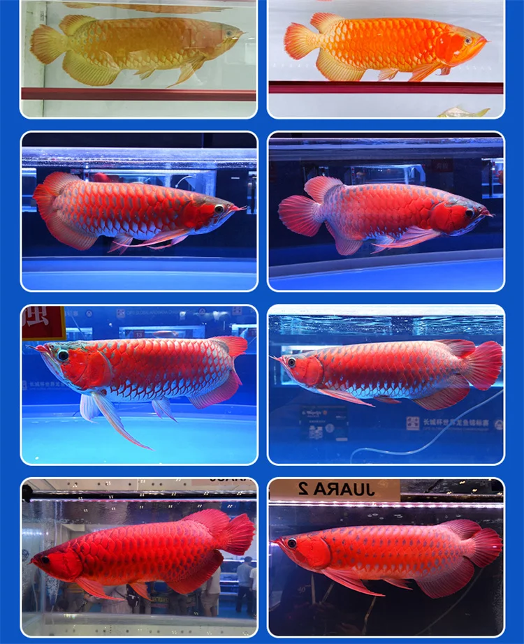 Dragonfish Special Aquarium Trichromatic Lighting Dragon Fish Lamps Red ...