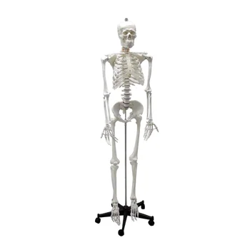170cm/180cm Human Plastic Skeleton Anatomical Model,Advanced Detachable ...