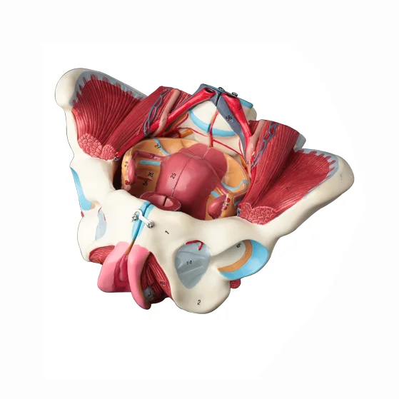 Advanced Medical Human Anatomy Female Pelvis With Floor Muscles And ...