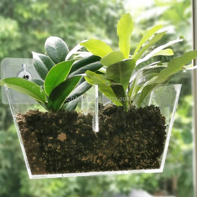 Acrylic Plant Trellis - Dinosaur Circle Stick Stakes
