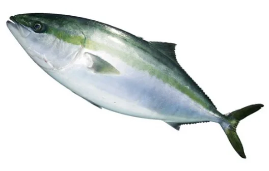 Japanese Supplier Scad Dried Seafood Frozen Yellowtail Fillet - Buy ...