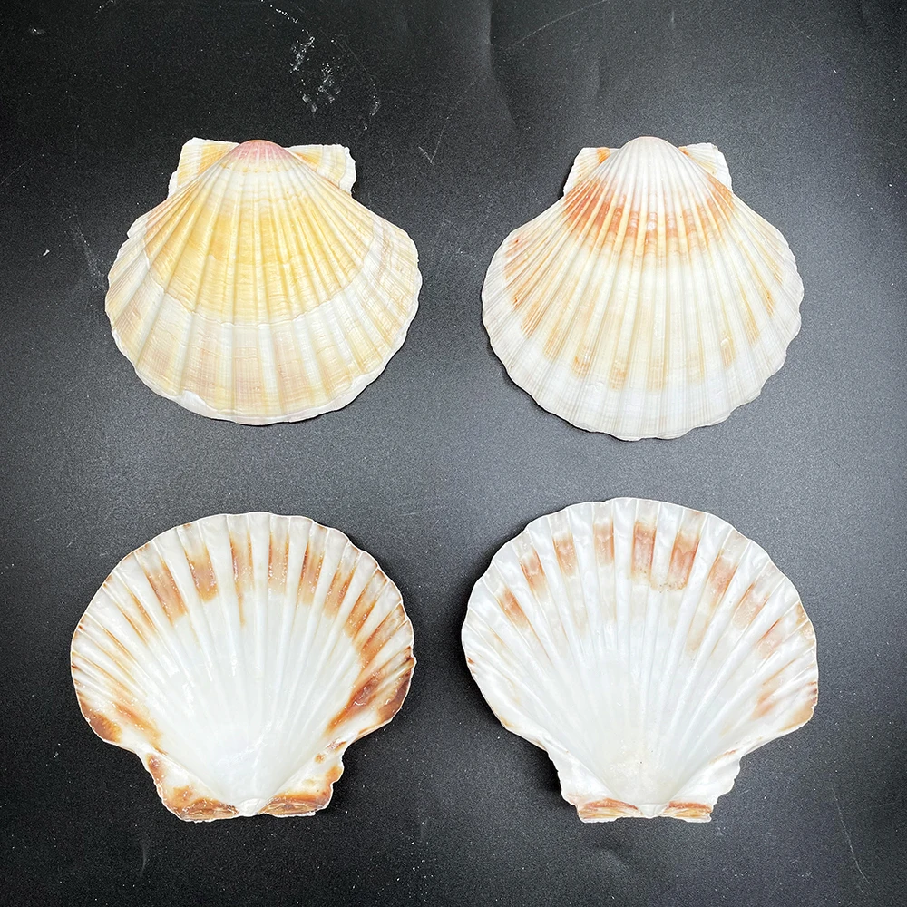 Colorful Scallop Shells - Natural Sea Shells for Crafts