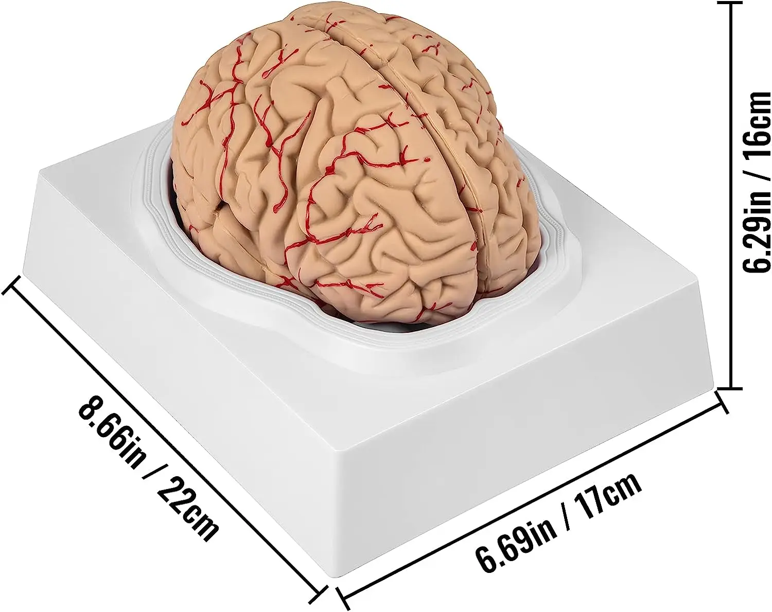 Human Brain Model - 9-Part Anatomy Display for Medical Use